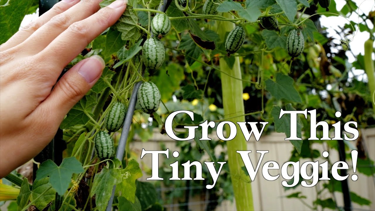 Cucamelon Planting From Starts: My Full Process + Harvest - YouTube