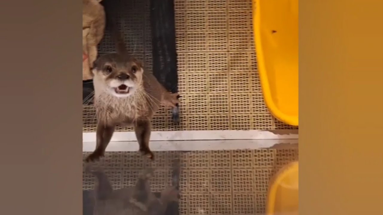 Otter snack time😋asking snacks from their staff🥰🦦OtterPlaytime|Cute ...