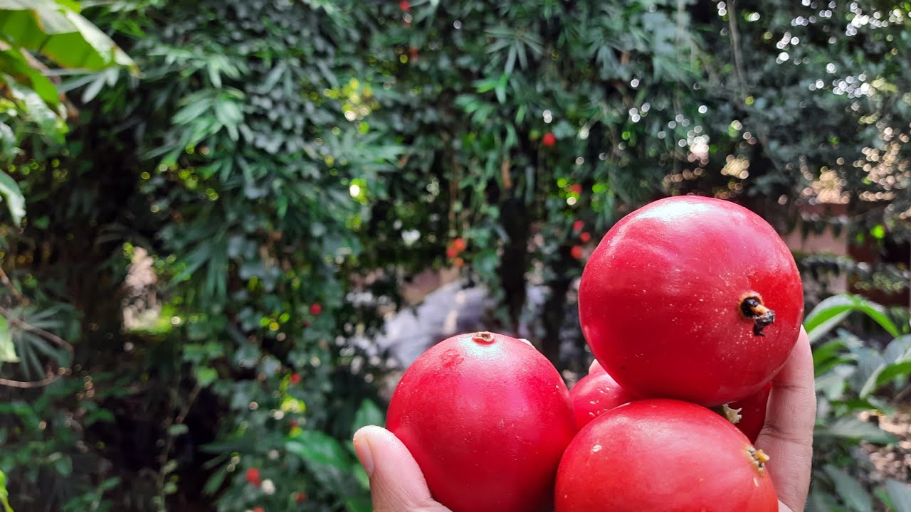 Collecting Makal! Makal fruits! Beautiful Forest fruit! Gold Brick ...