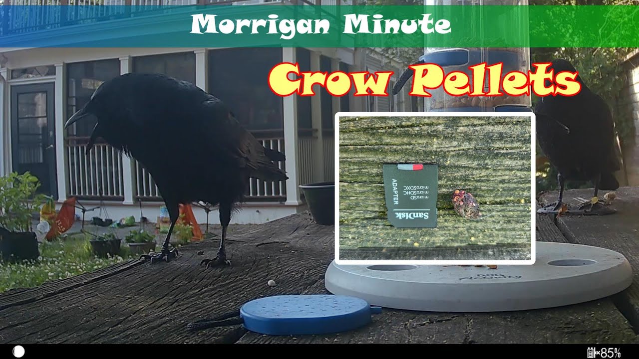 Crow Pellets - Fascinating and Disgusting - YouTube
