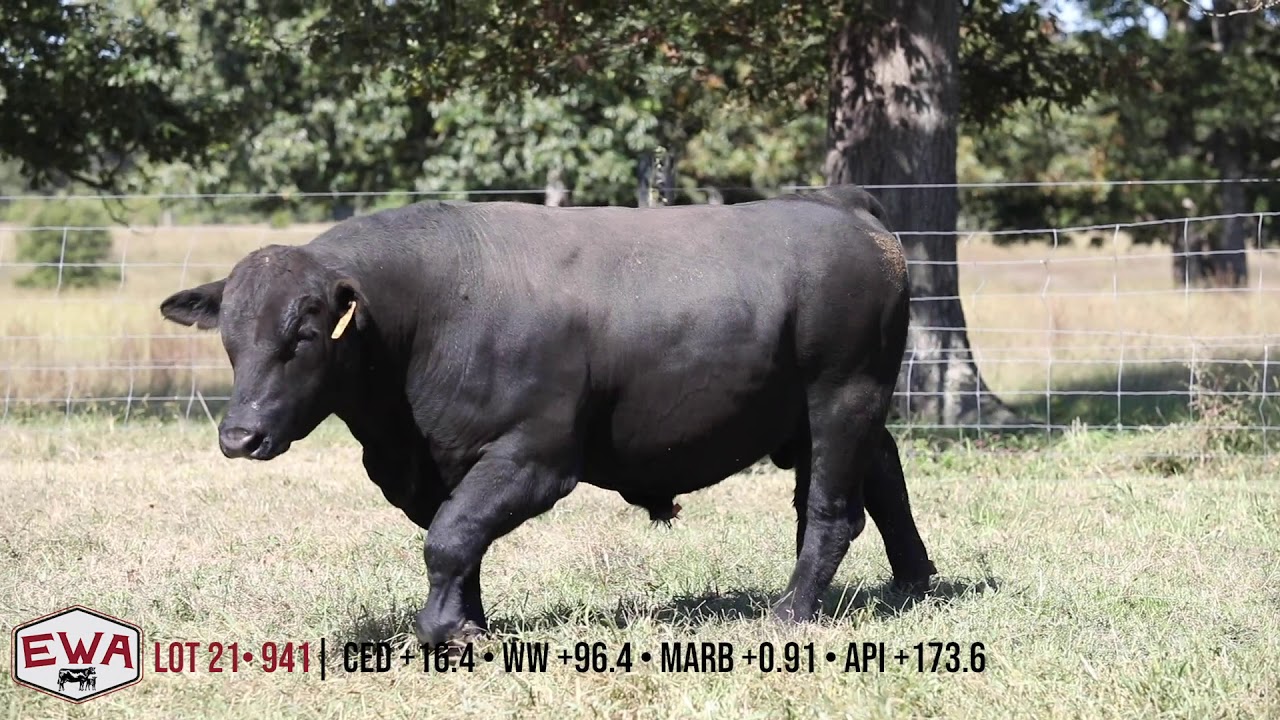 Edgewood Angus Fall 2020 Bull Sale- Lot 21 - YouTube