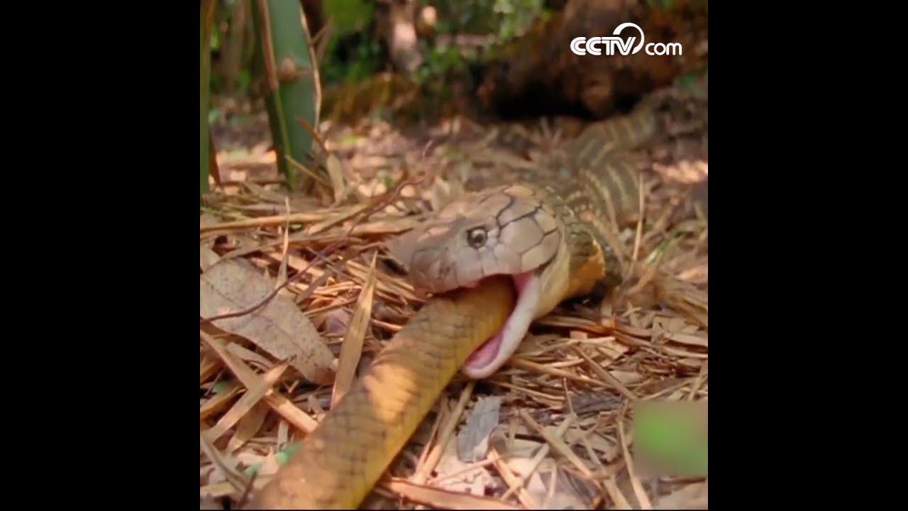 King cobra swallows another snake whole| CCTV English - YouTube