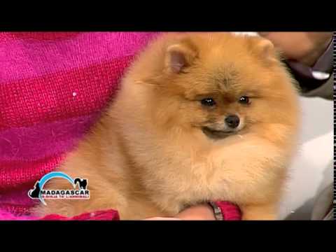 Dennis Sciberras (Dogs Section) during Madagascar Programme - May 2015 (1)
