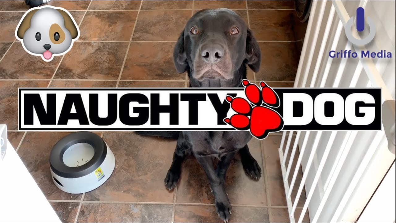 Guilty Labrador Puppy has been very naughty.... - YouTube