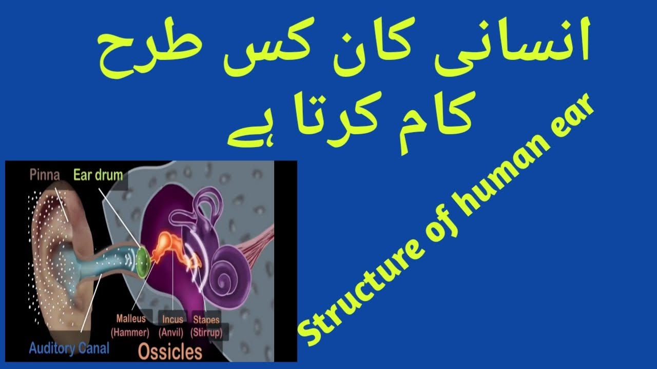 Structure of human ear || technology and science with M Adeel - YouTube