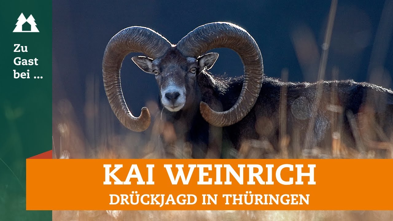 Bewegungsjagd in Thüringen | Zu Gast bei … Kai Weinrich | Schwarzwild ...