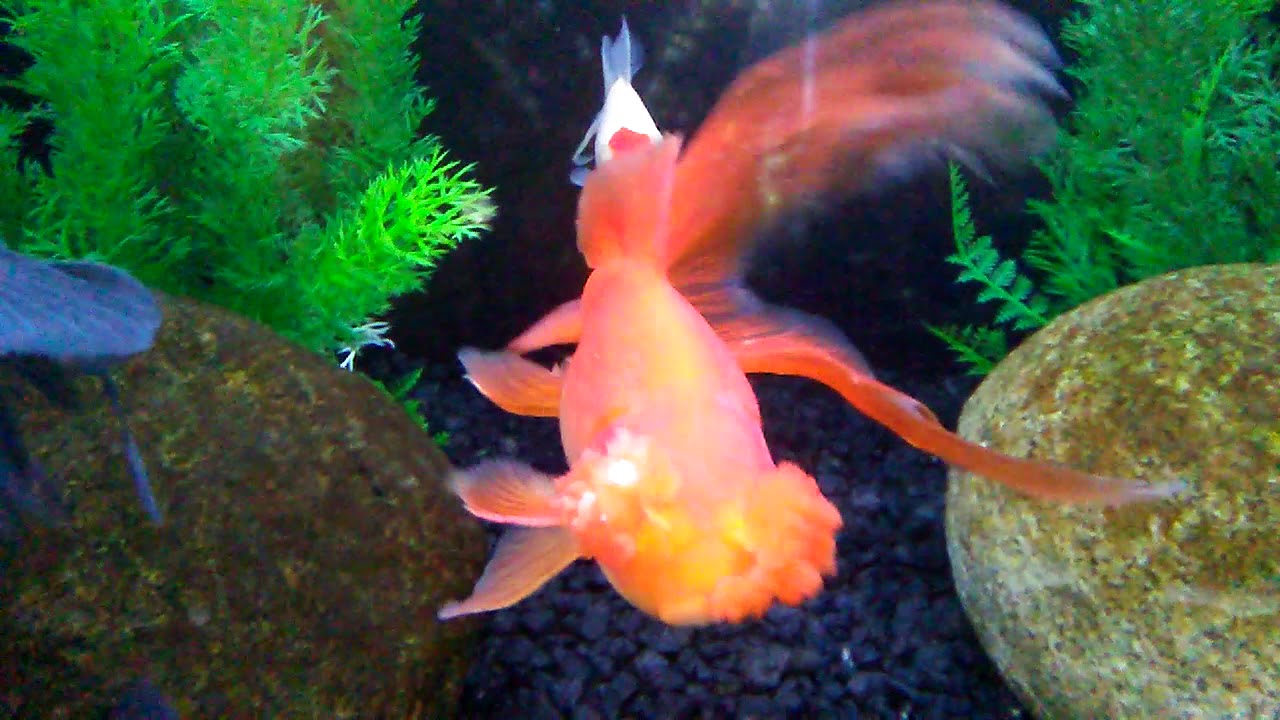 pom-pom goldfish - YouTube