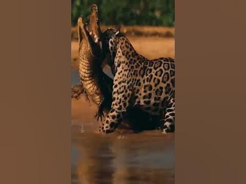 Jaguar Attacks Caiman Crocodile #hunting #wildlife #crocodile #jaguar # ...