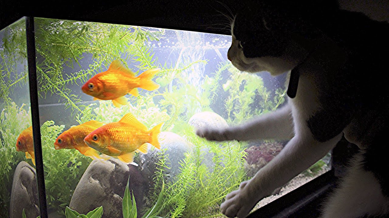 Cats vs Fish #34 - YouTube