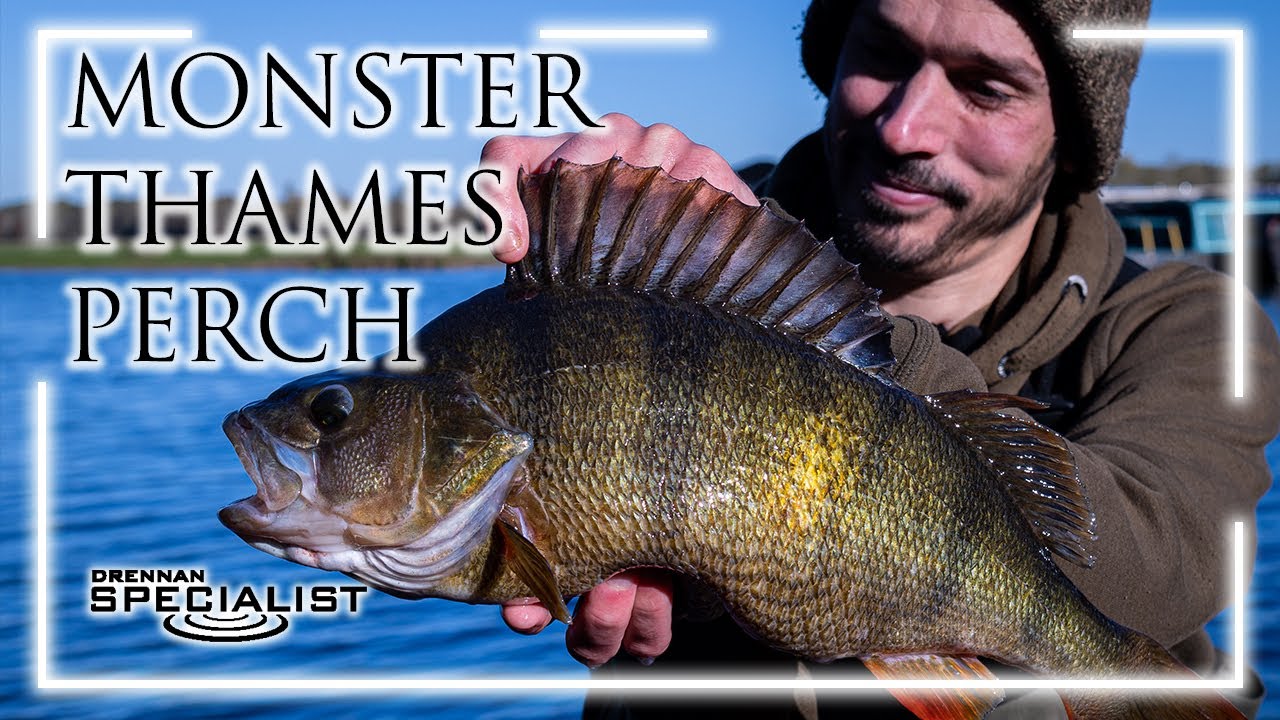 Monster Thames Perch | Daniel Woolcott | Perch Fishing - YouTube