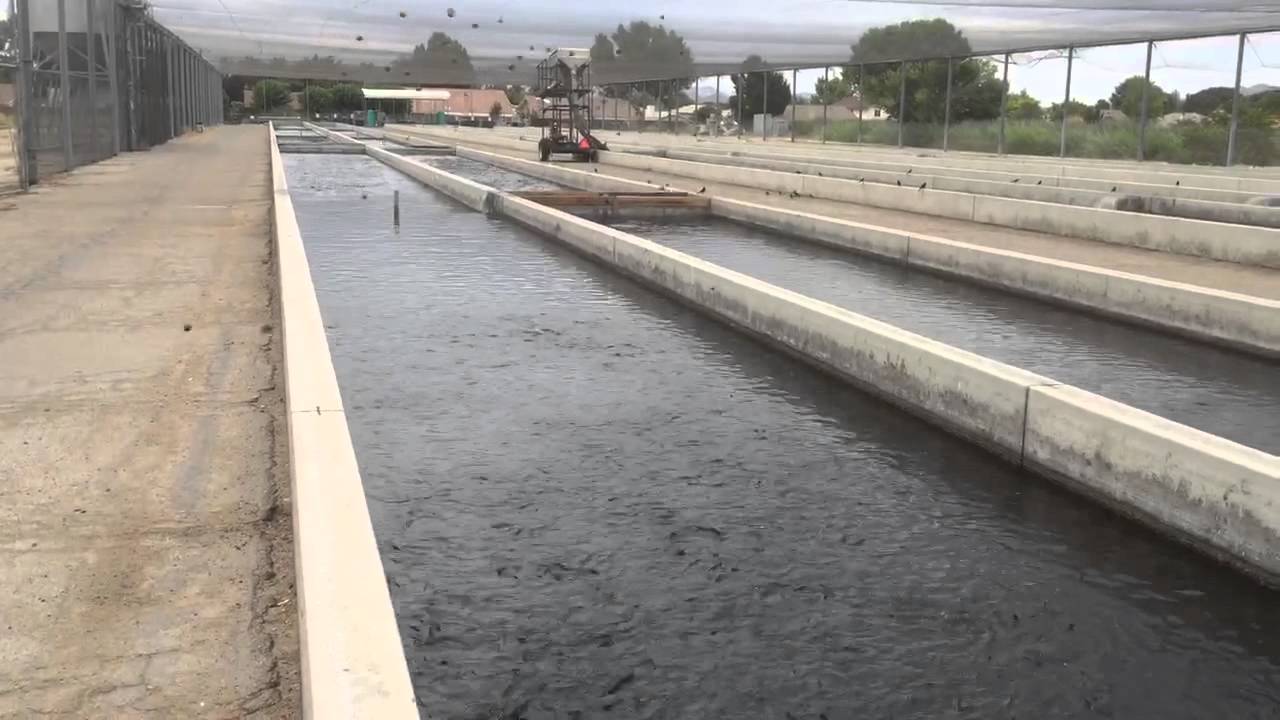Mojave River Fish Hatchery in Victorville - YouTube