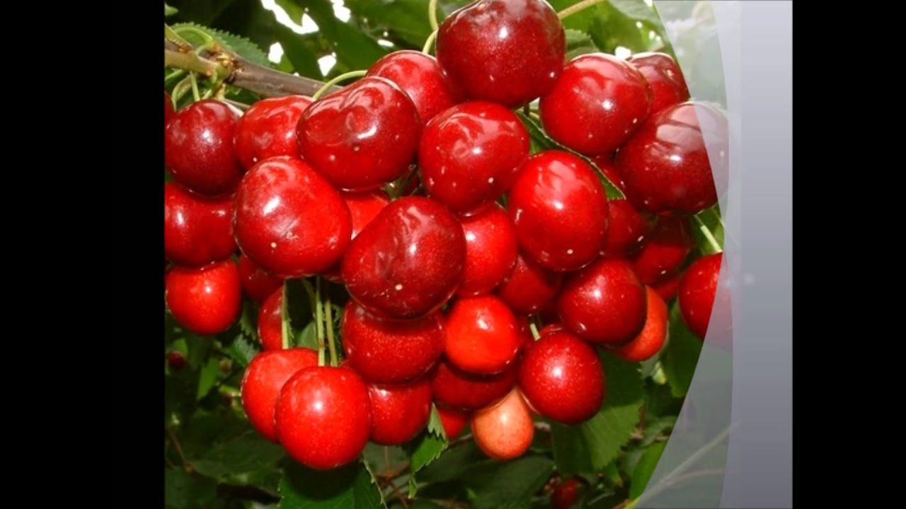 Sadnice tresnje - YouTube