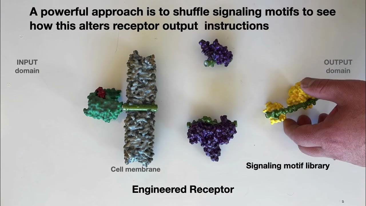 Decoding Car T Cell Phenotype Using Combinatorial Signaling Motif