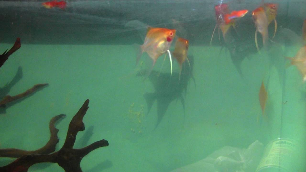 chy...Albino red cap angelfish - YouTube
