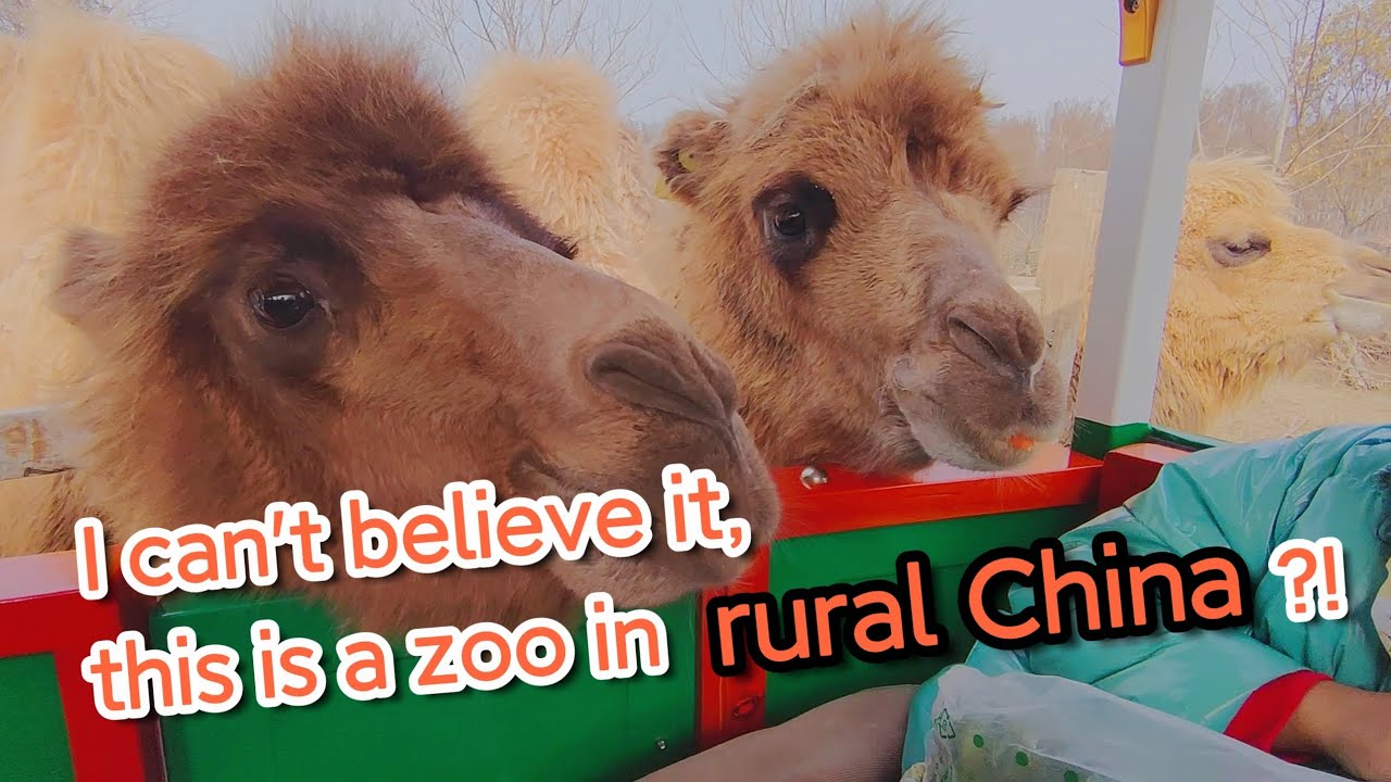 A zoo in rural China, even more fun than one in a big city! Do you like ...