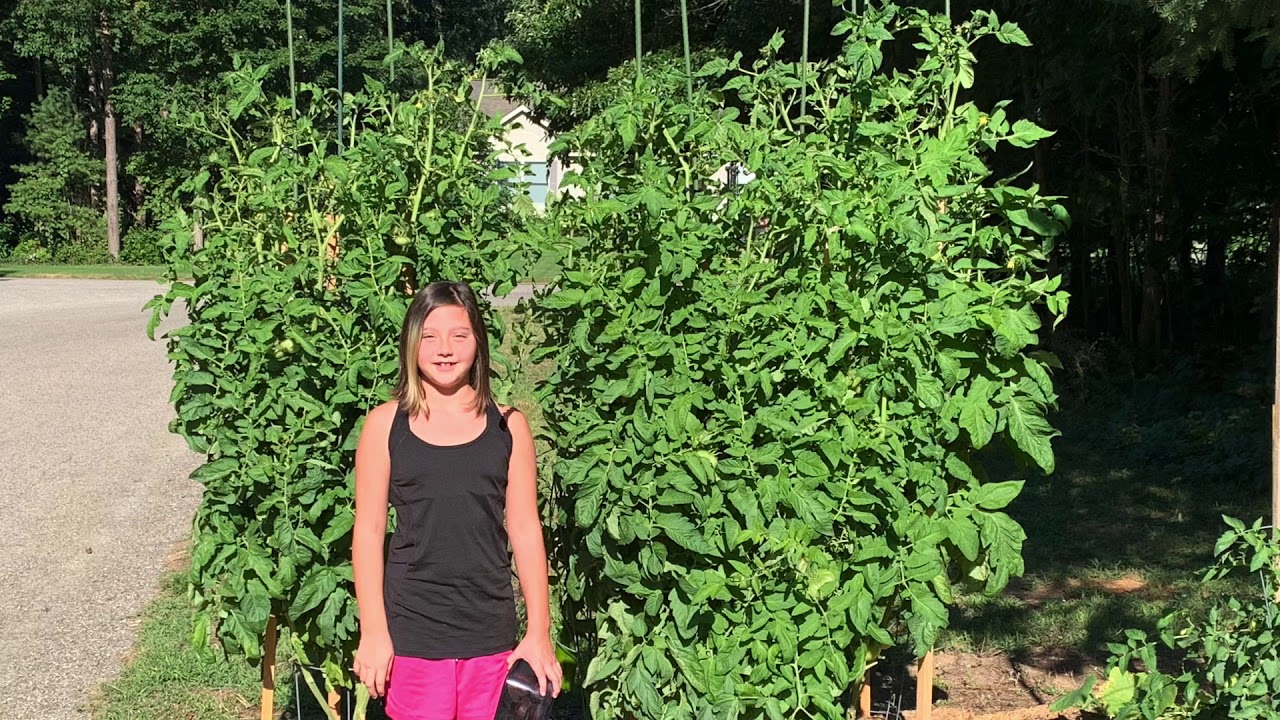 How to Grow Huge Tomato Plants - Building a Foundation - YouTube