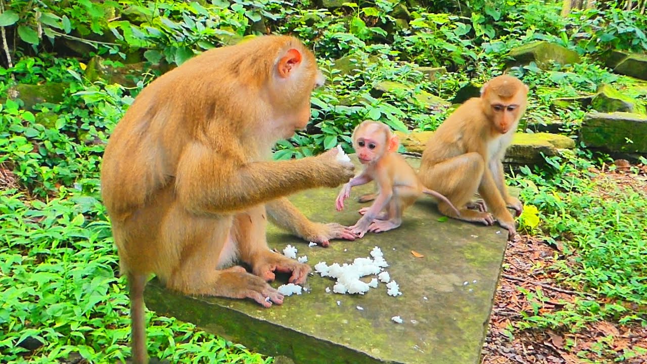 Monkey Snoopy enjoy eating rice, but he is afraid of Luna & Libby ...