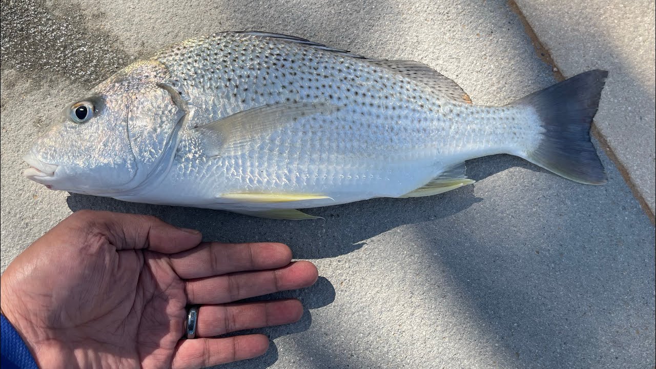 Abu Dhabi Fishing Caught Large Nagroor Fish @ Al raha Beach Al Seef ...
