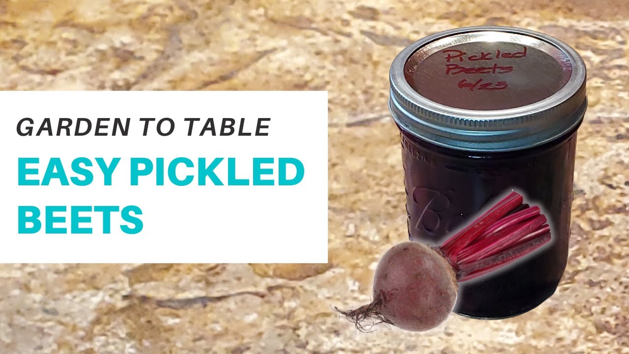 Best PICKLED BEETS Recipe EVER!! Garden to Table - YouTube