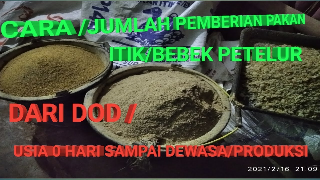 Pemberian Pakan Rangsum Bebek Petelur dari DOD sampai dewasa. - YouTube