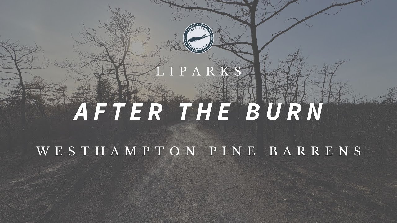 Walking the Pine Barrens after it burned - YouTube