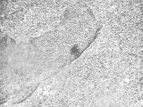 Burning a Tick - YouTube