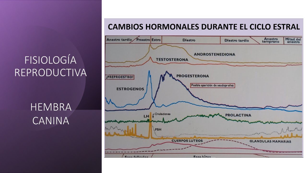 Fisiología reproductiva: Hembra canina - YouTube