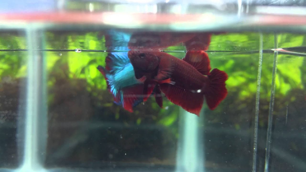 Fire Bagan Api - YouTube