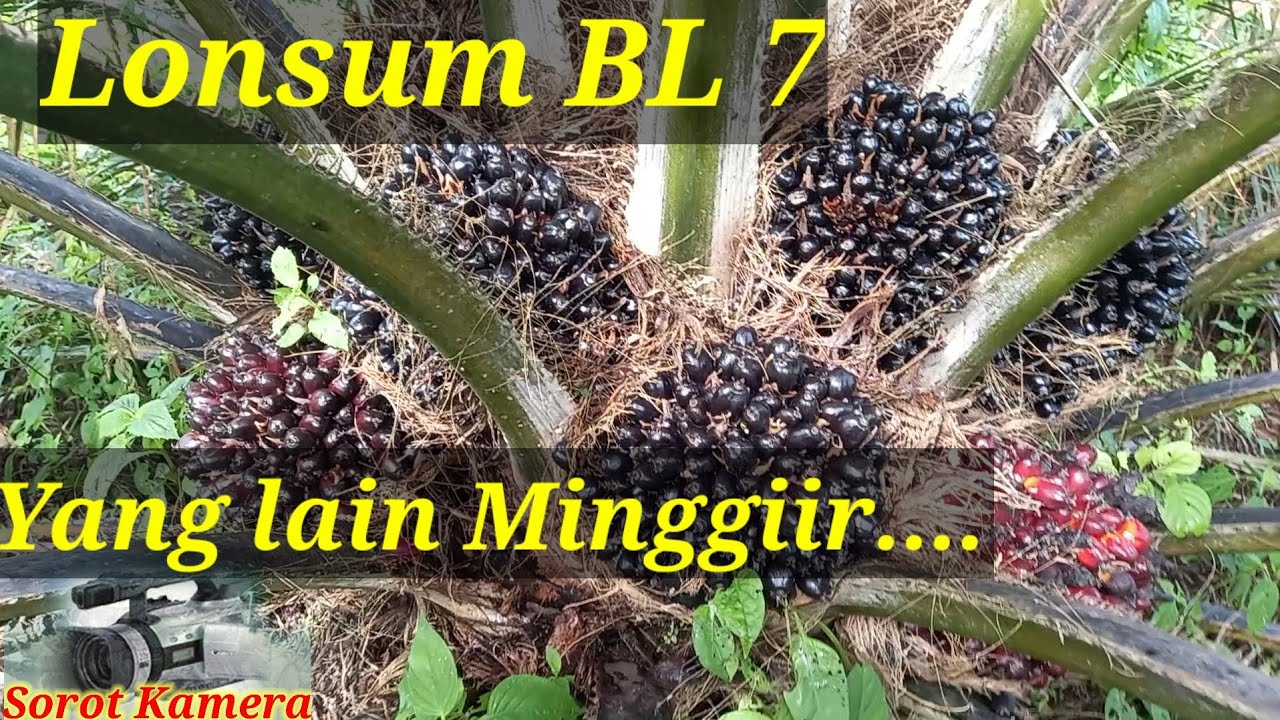 Verietas terbaik Lonsum BL 7 #lonsum - YouTube