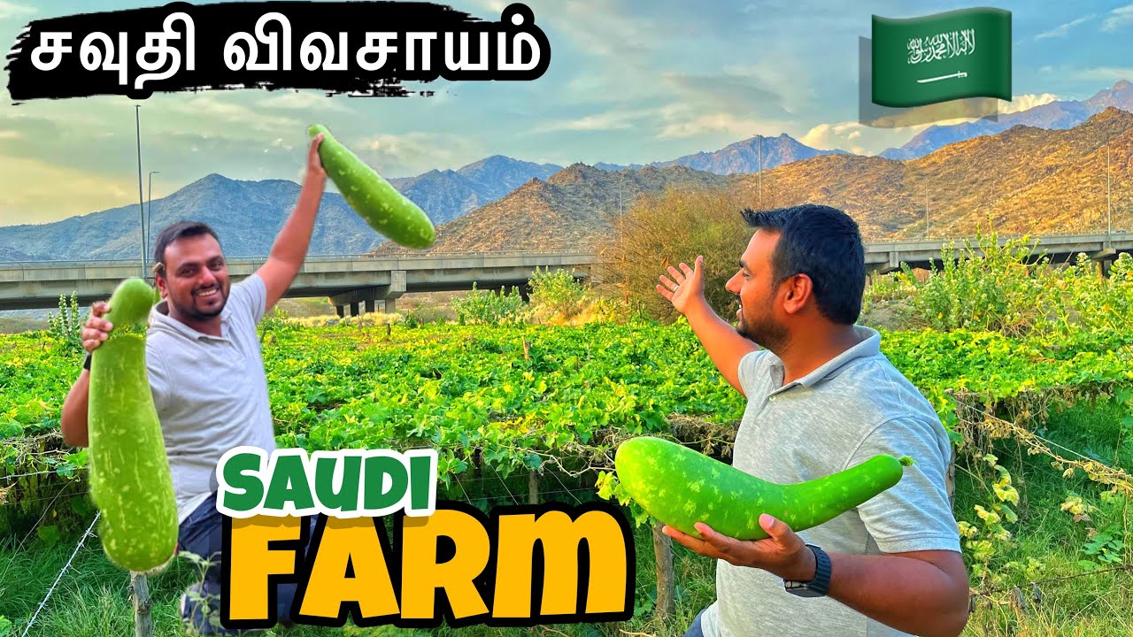 💢Vegetable Farms in Saudi Arabia 🔥 சவுதி விவசாயம் இப்படிதா/#gulfrider ...