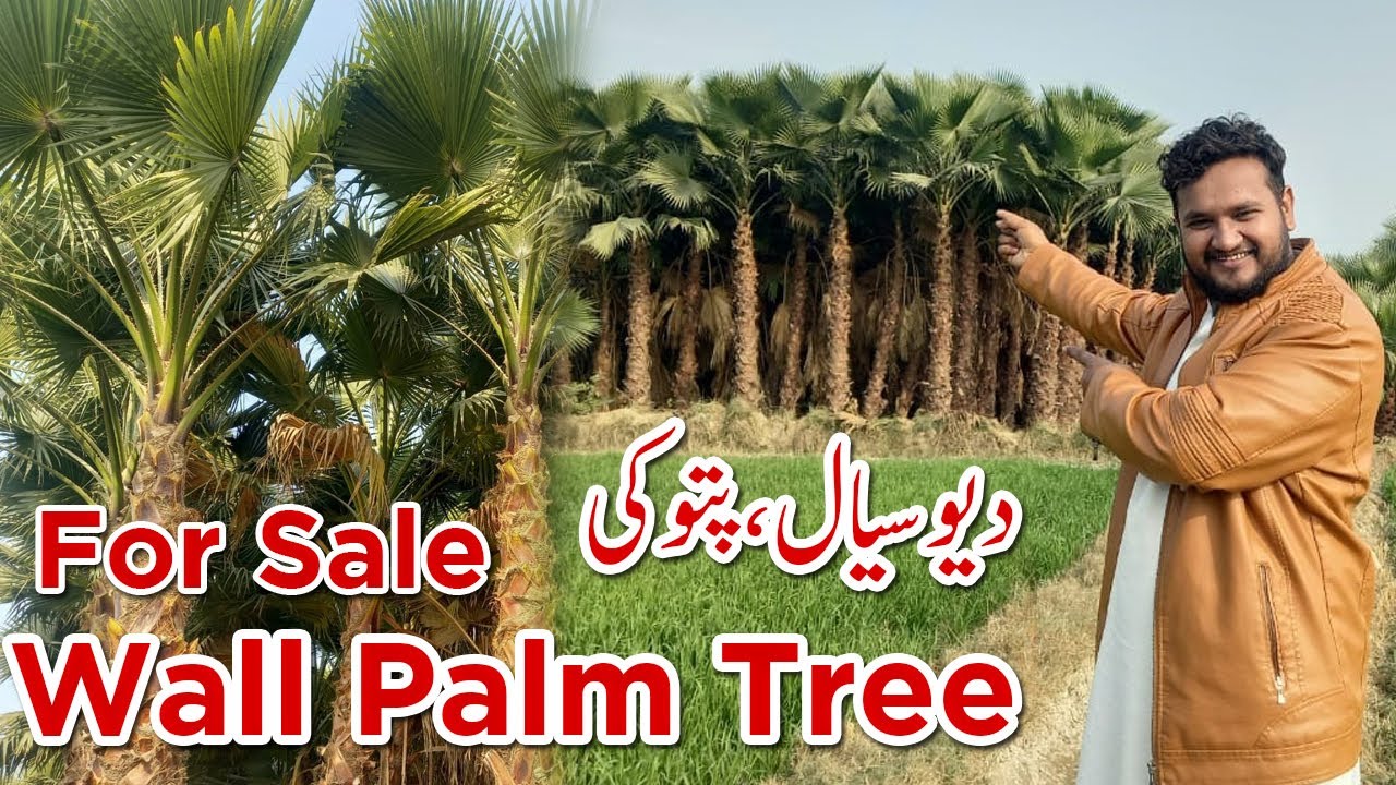 Wall Palm Tree For Sale | Village Deo Sial Chunian Kasur Near Pattoki ...
