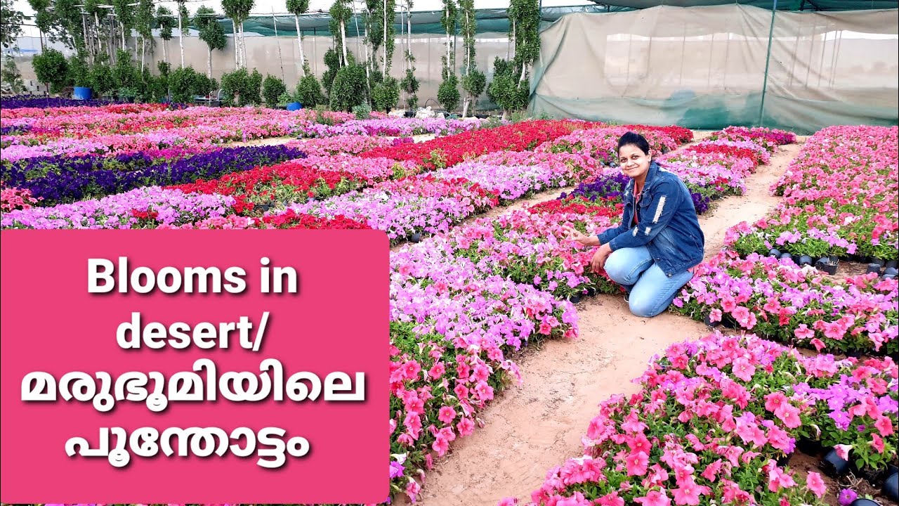 Happiness Vlog-Part 2/Blooms in desert/മരുഭൂമിയിലെ പൂന്തോട്ടം 🔥🥰(Samra ...