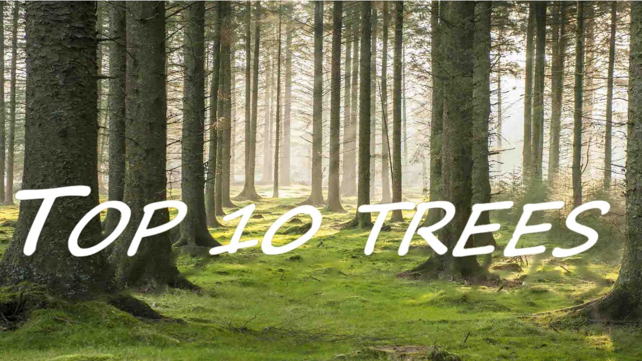 Top 10 Trees - YouTube