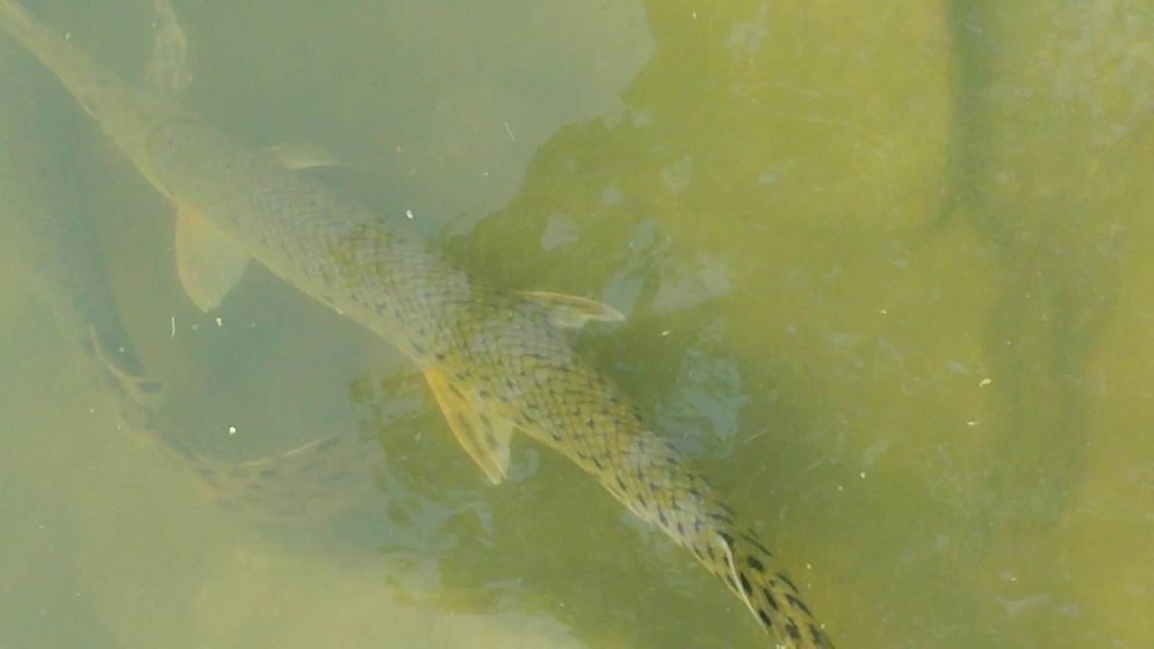 Gar pike party in Chaumont, NY - YouTube