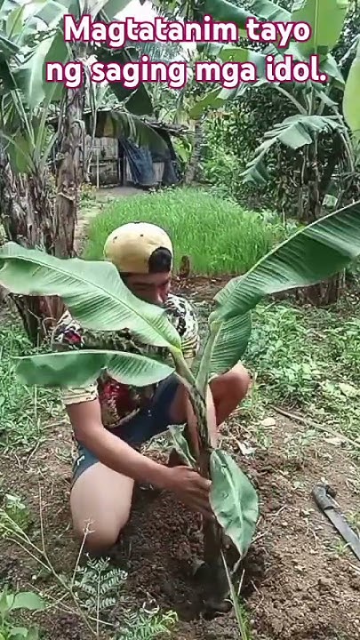 magtanim ng saging#para may aanihin tayo after 8month#buhay probinsya#magsasaka - YouTube