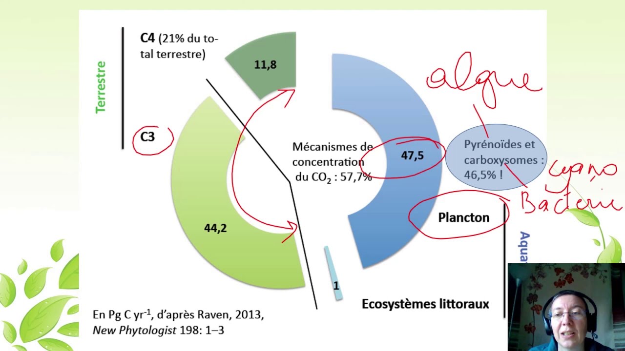 05-14 Autotrophes aquatiques unicellulaires et écosystème - YouTube