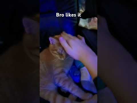 How many tap will make my cat mad - YouTube