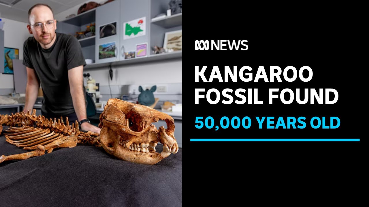 Cavers unearth 50,000 year old kangaroo fossil in East Gippsland | ABC ...