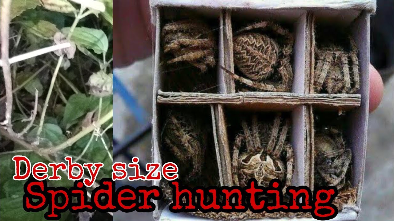 Spider hunting/pang derby ang size/unang pangingilaw ng gagamba sa ...