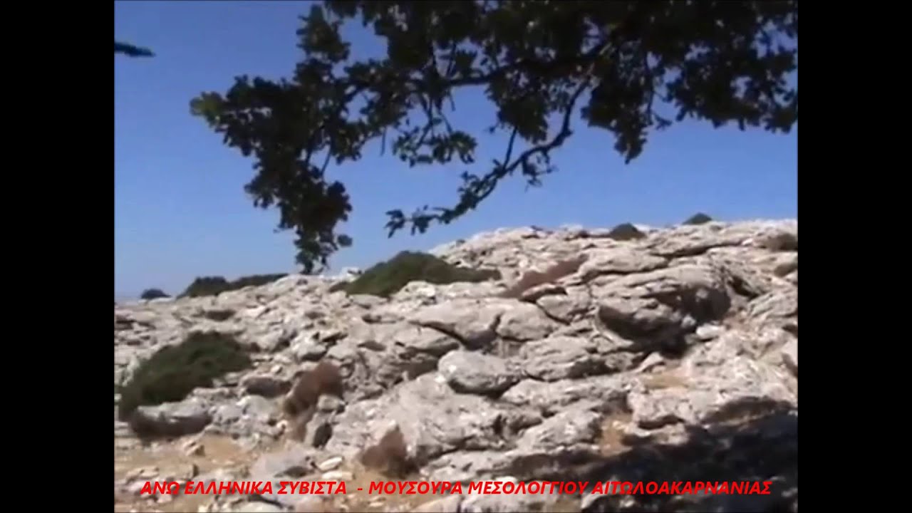 ΑΝΩ ΕΛΛΗΝΙΚΑ ΣΥΒΙΣΤΑ ΜΟΥΣΟΥΡΑ ΜΕΣΟΛΟΓΓΙΟΥ ΑΙΤΩΛΟΑΚΑΡΝΑΝΙΑΣ ΑΥΓ 2014 ...