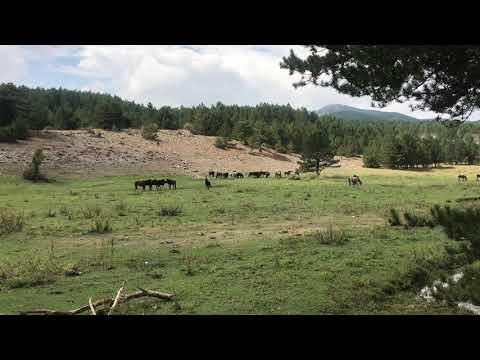 Çivril Akdağ Kocayayla Yılkı Atları Seyri