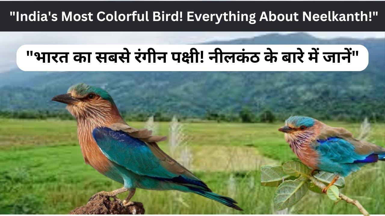 Neelkanth Bird | Indian Roller Bird | Beautiful Birds Of India ...