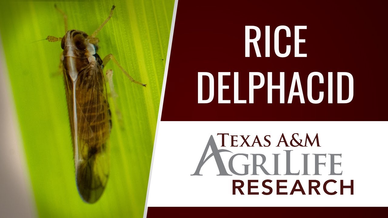 Rice Delphacid Threatens Texas and Beyond - YouTube