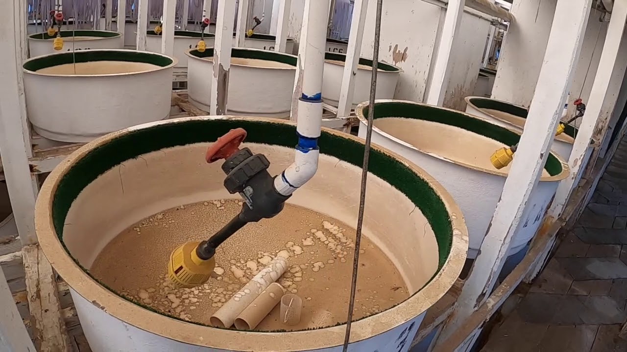 Abalone Farm Tour - YouTube