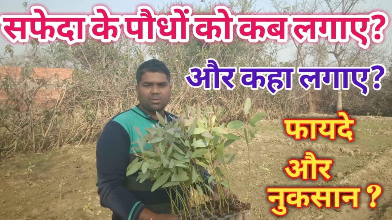 Eucalyptus tree farming in india hindi BY C2C FARMING safede ki kheti ...