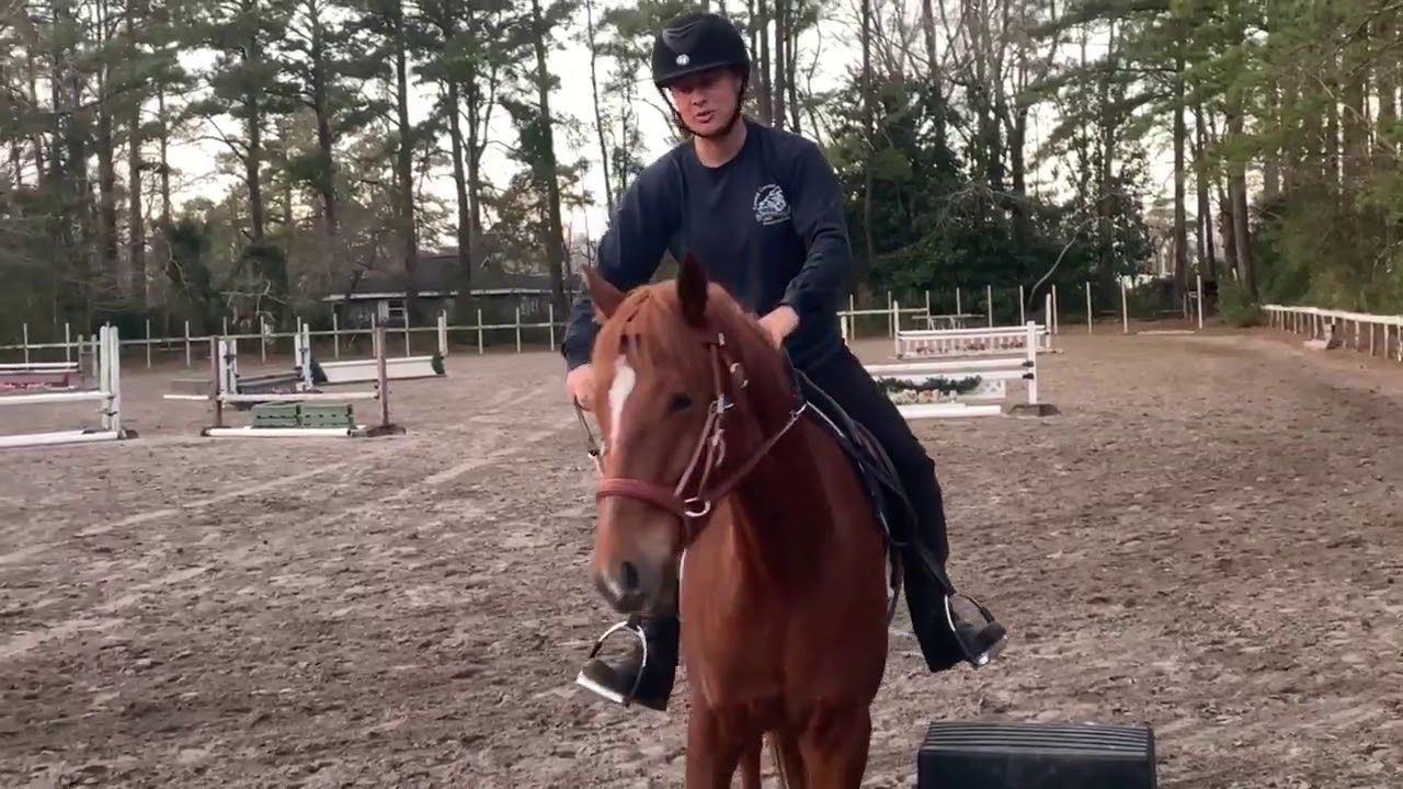 Lone Star large pony hunter prospect for sale (Motorcycles flying by ...