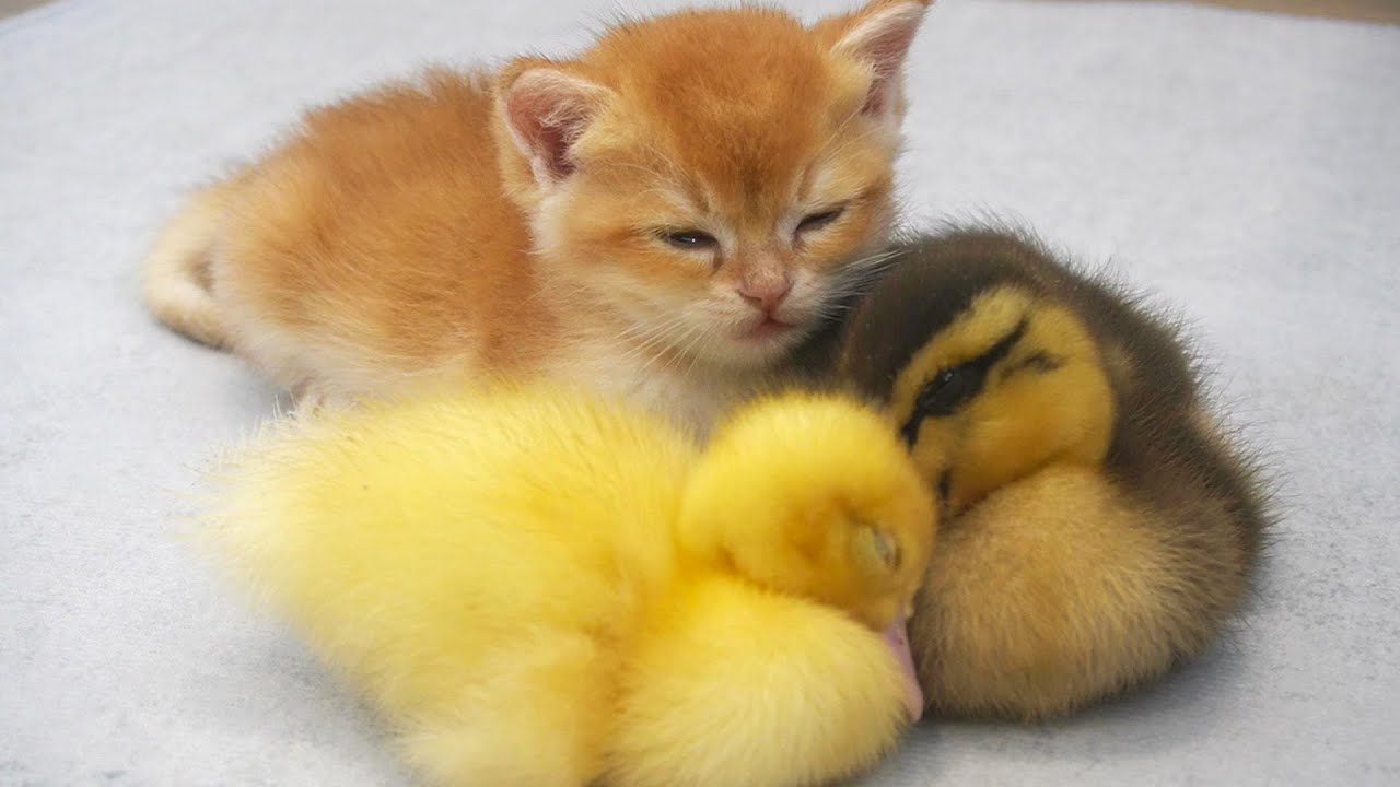 Baby kitten doze off next to 2 little ducks - YouTube