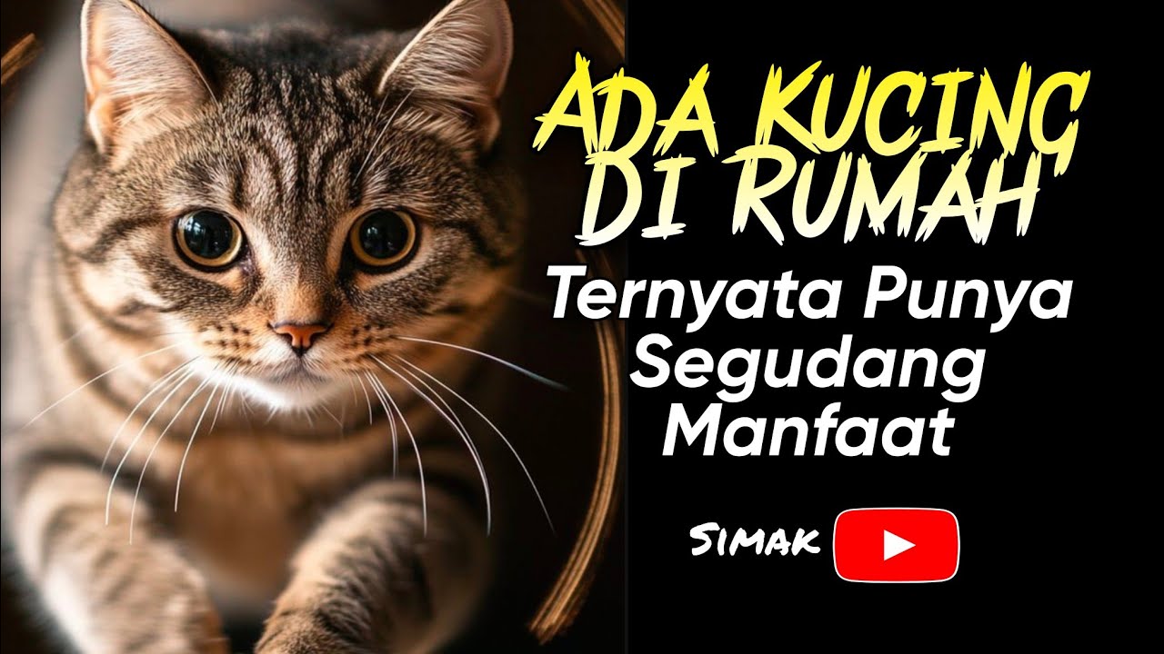 ADA KUCING DI RUMAH, TERNYATA PUNYA SEGUDANG MANFAAT - YouTube