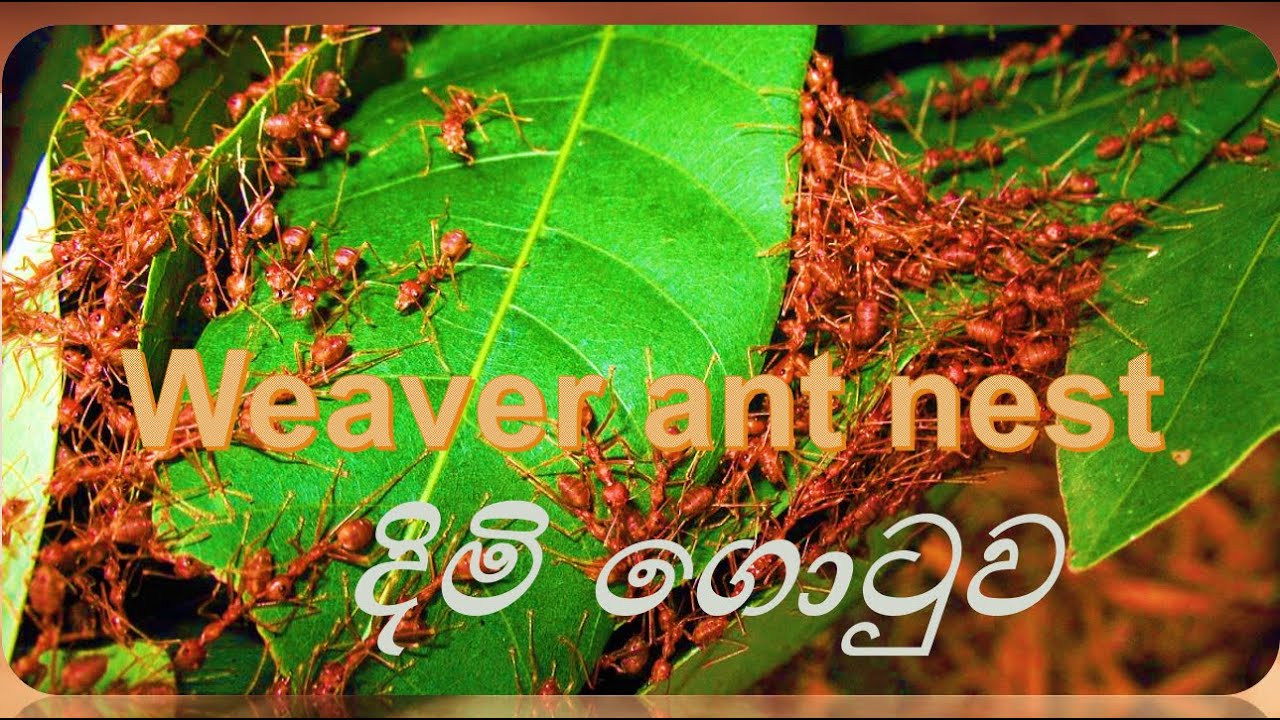 Weaver ant nest දිමි ගොටුව Dimi Gotuwa - YouTube