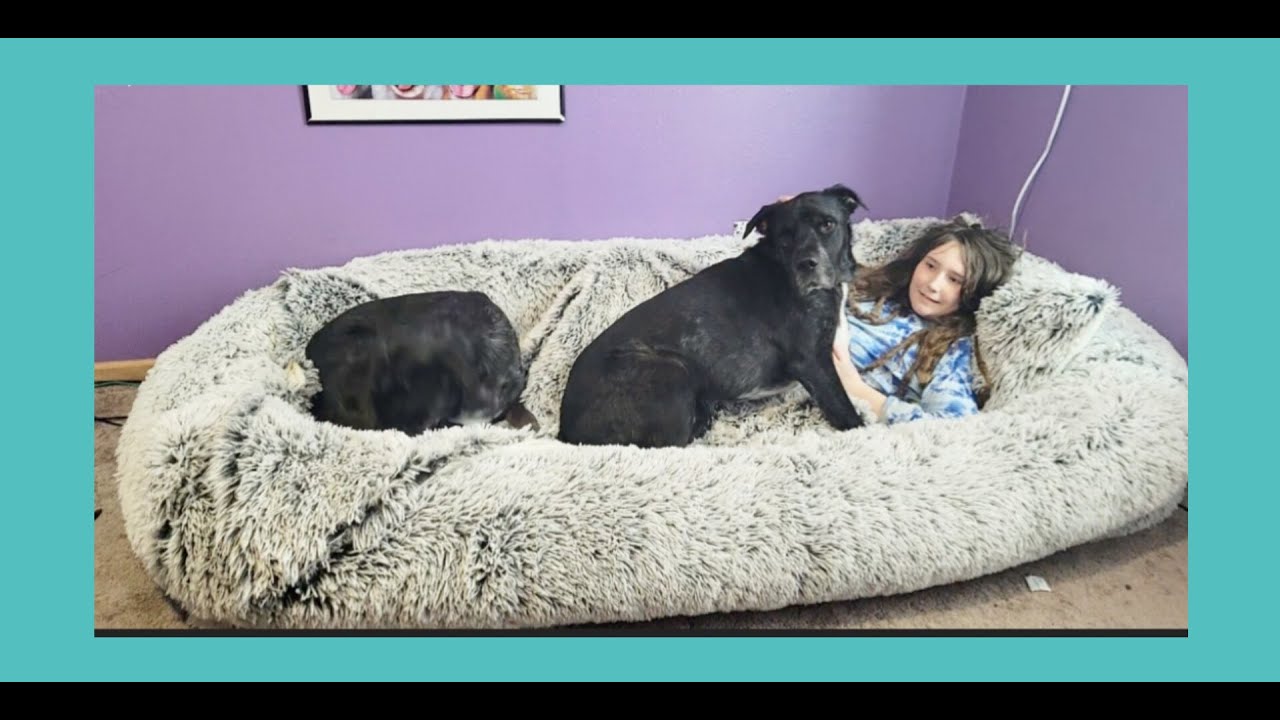 Cuddle with your pets in a bed that fits all of you! - YouTube